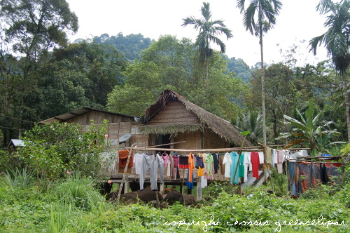 The SEMAI of Ulu Geroh: Semai indigenous guides pamper the Rafflesias ...